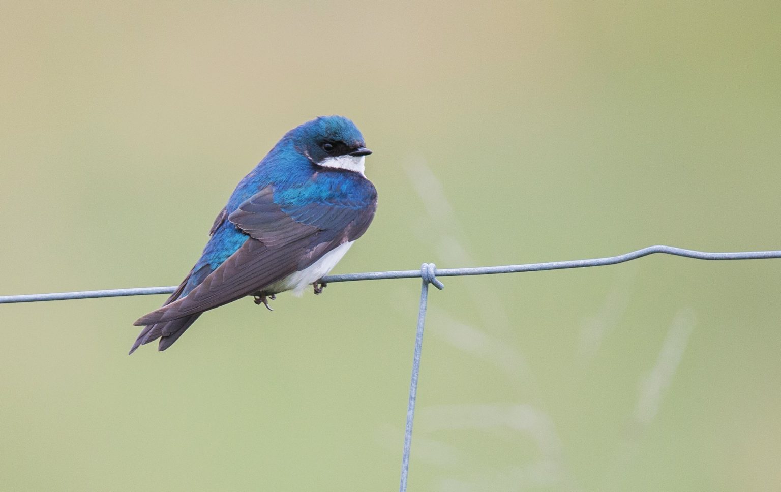 About - Virginia Grassland Bird Initiative