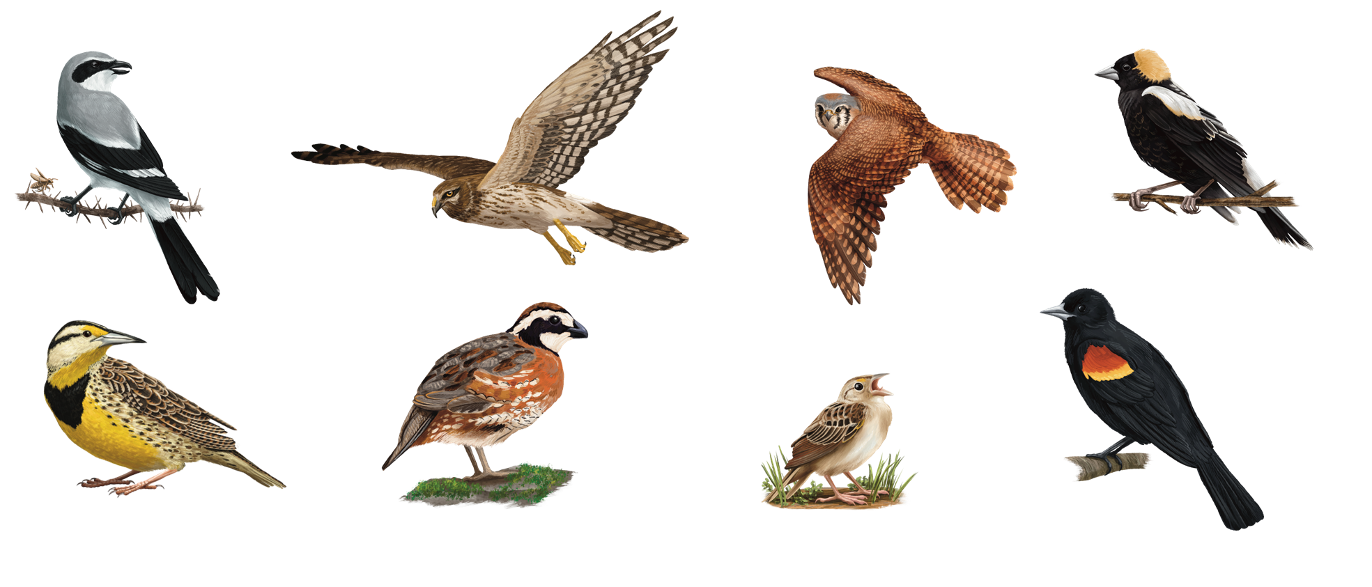 Grassland Birds - Virginia Grassland Bird Initiative